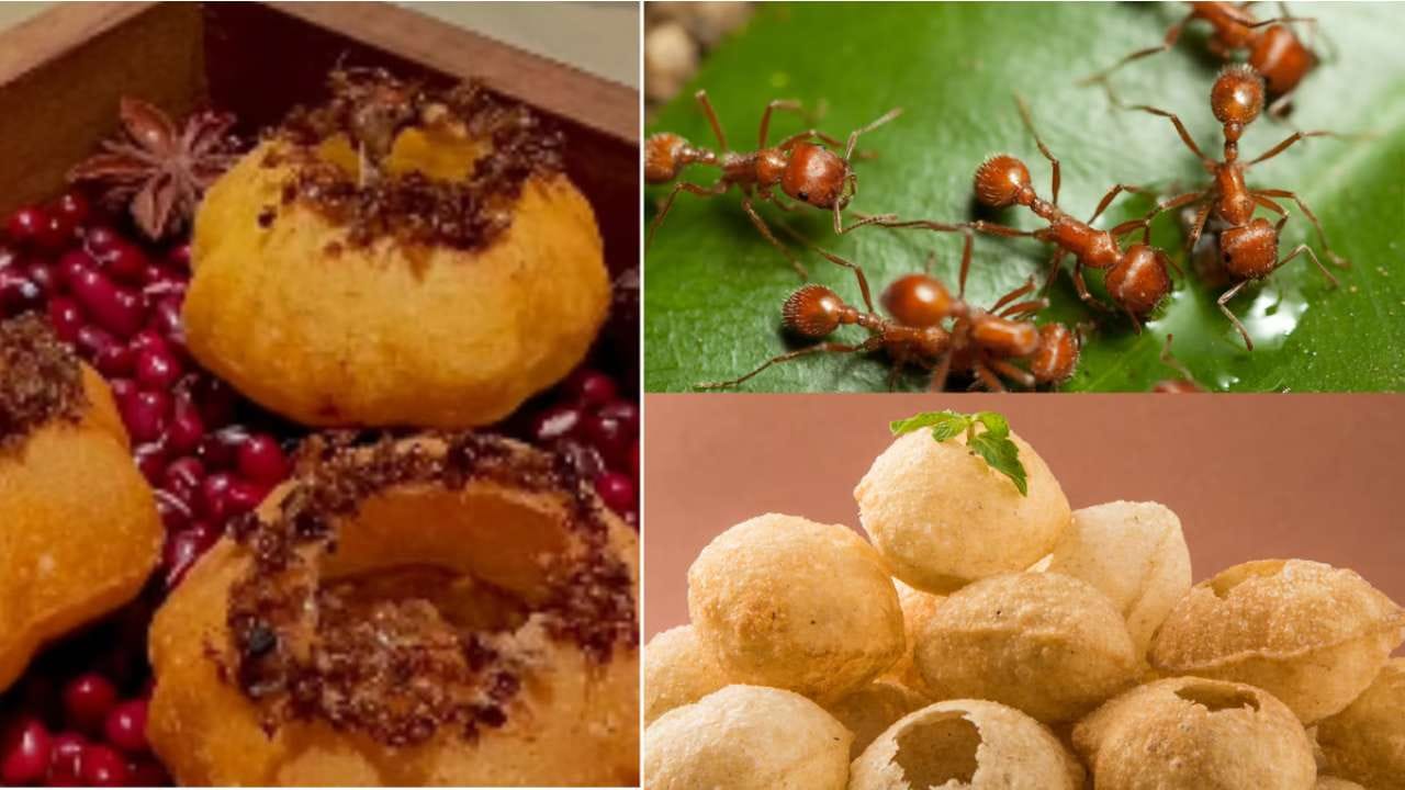 Viral Video: ಇದು ಕೆಂಪಿರುವೆ ಪಾನಿಪುರಿ, ಹೊಸ ಚಾಟ್ಸ್ ಹೇಗಿದೆ ನೋಡಿ - Kannada ...