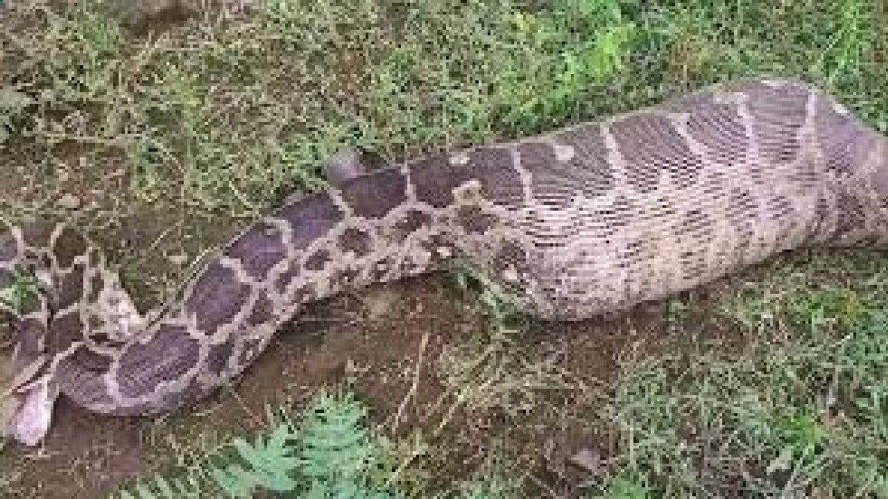 ಕರುವನ್ನು ಇಡಿಯಾಗಿ ನುಂಗಿದ ಹೆಬ್ಬಾವು; ಶಾಕಿಂಗ್ ವಿಡಿಯೋ ವೈರಲ್ - Kannada News ...