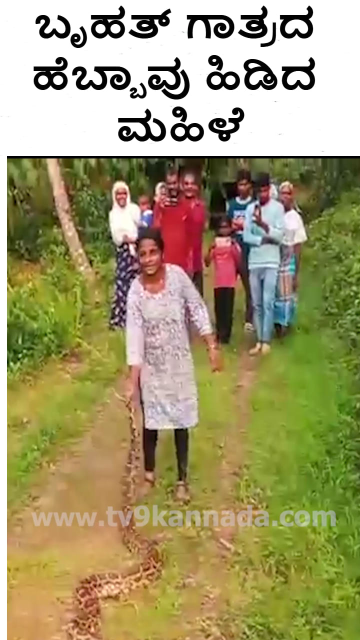 ಬೃಹತ್ ಗಾತ್ರದ ಹೆಬ್ಬಾವು ಹಿಡಿದ ಮಹಿಳೆ Dakshina Kannada Woman Holding A Python Kannada News Tv9