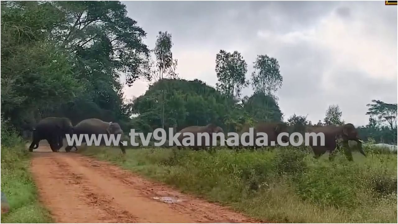 ಆನೇಕಲ್ ನಲ್ಲಿ ಕಾಡಾನೆ ಕಾಟ: ಗಂಗೊಂಡಹಳ್ಳಿಯಲ್ಲಿ ಜಮೀನಿಗೆ ನುಗ್ಗಿದ 8 ಕಾಡಾನೆಗಳ ಹಿಂಡು - Kannada News | Wild ...