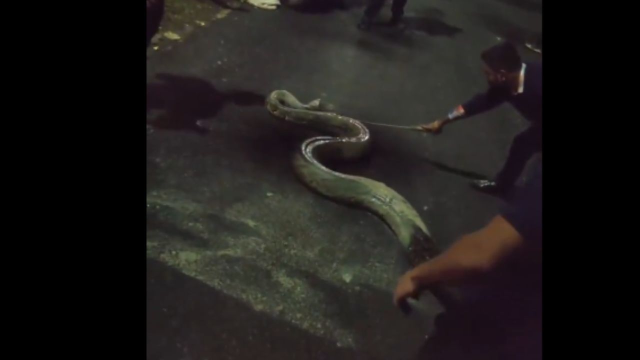 ಗರ್ಲ್ಸ್‌ ಹಾಸ್ಟೆಲ್‌ ಬಳಿ ಕಾಣಿಸಿಕೊಂಡ 100 ಕೆಜಿ ತೂಕದ ದೈತ್ಯ ಹೆಬ್ಬಾವು; ರಕ್ಷಣಾ ...