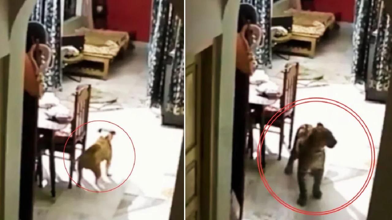 Viral Video: ಸಾಕು ನಾಯಿಯನ್ನು ಅಟ್ಟಿಸಿಕೊಂಡು ಬಂದು ಮನೆಗೆ ನುಗ್ಗಿದ ಚಿರತೆ ...