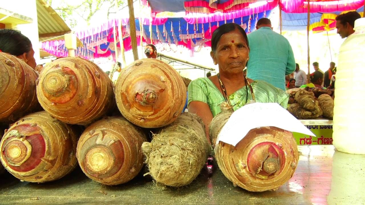 ಉತ್ತರ ಕನ್ನಡದ ಕಾಡಿನಂಚಿನಲ್ಲಿ ಗೆಡ್ಡೆ ಗೆಣಸು ಮೇಳ, ಫೋಟೋಸ್ ನೋಡಿ - Kannada News ...