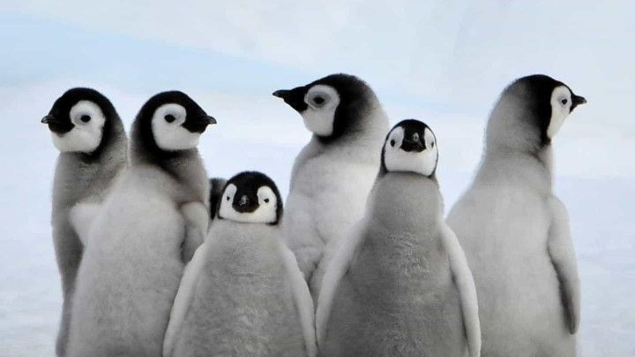 Penguin Awareness Day 2025: ಅಳಿವಿನಂಚಿನಲ್ಲಿ ಪೆಂಗ್ವಿನ್‌ ಸಂತತಿ; ಮುದ್ದಾದ ...