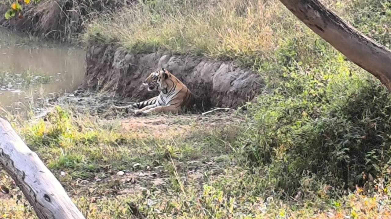 ಬಂಡೀಪುರ ಅರಣ್ಯದಲ್ಲಿ ಭೀಮನ ದರ್ಬಾರ್ : ಹುಕುಂ ಟೈಗರ್ ಕಾ ಹುಕುಂ - Kannada News ...