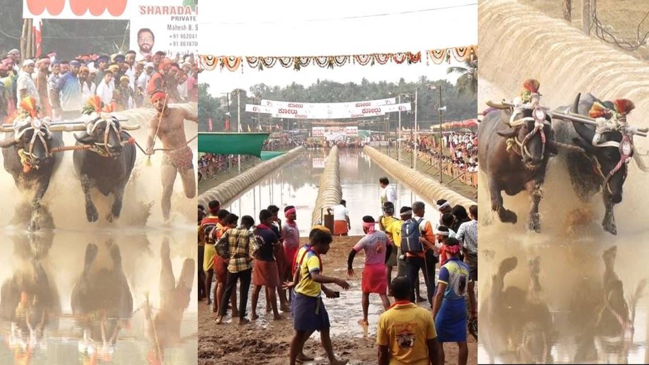 ಕಂಬಳ ಹಬ್ಬ: ಫೇಮಸ್ ಮೂಡು ಬೀಡು ಕಂಬಳ ನೋಡುವುದಕ್ಕೆ ಎರಡು ಕಣ್ಣುಗಳು ಸಾಲದು - Kannada News | Kambala ...