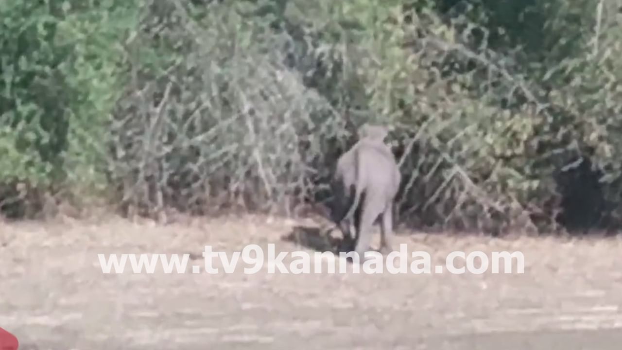 ಚಿಕ್ಕಮಗಳೂರು: ವಿಠಲ ಗ್ರಾಮದ ಬಳಿ 20 ಕ್ಕೂ ಅಧಿಕ ಕಾಡಾನೆಗಳು ಪ್ರತ್ಯಕ್ಷ ...