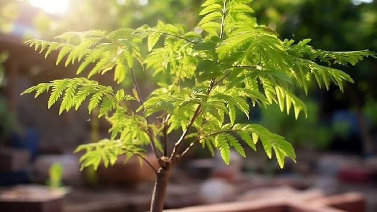 Neem Tree in Hinduism: ವಾಸ್ತು, ರಾಹು-ಕೇತು ದೋಷ ನಿವಾರಣೆಗೆ ಮನೆಯ ದಕ್ಷಿಣ ...